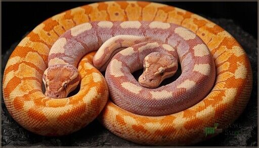 Enchi Ball Python: Traits, Genetics, Care & Morph Guide