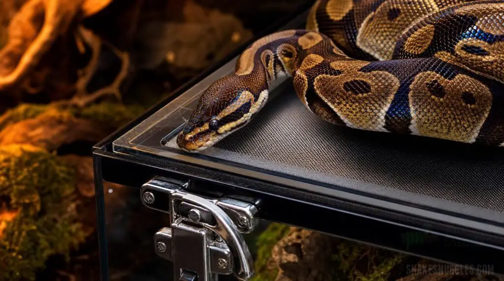 Ball Python Beginner Care: Your Step-by-Step Setup Guide